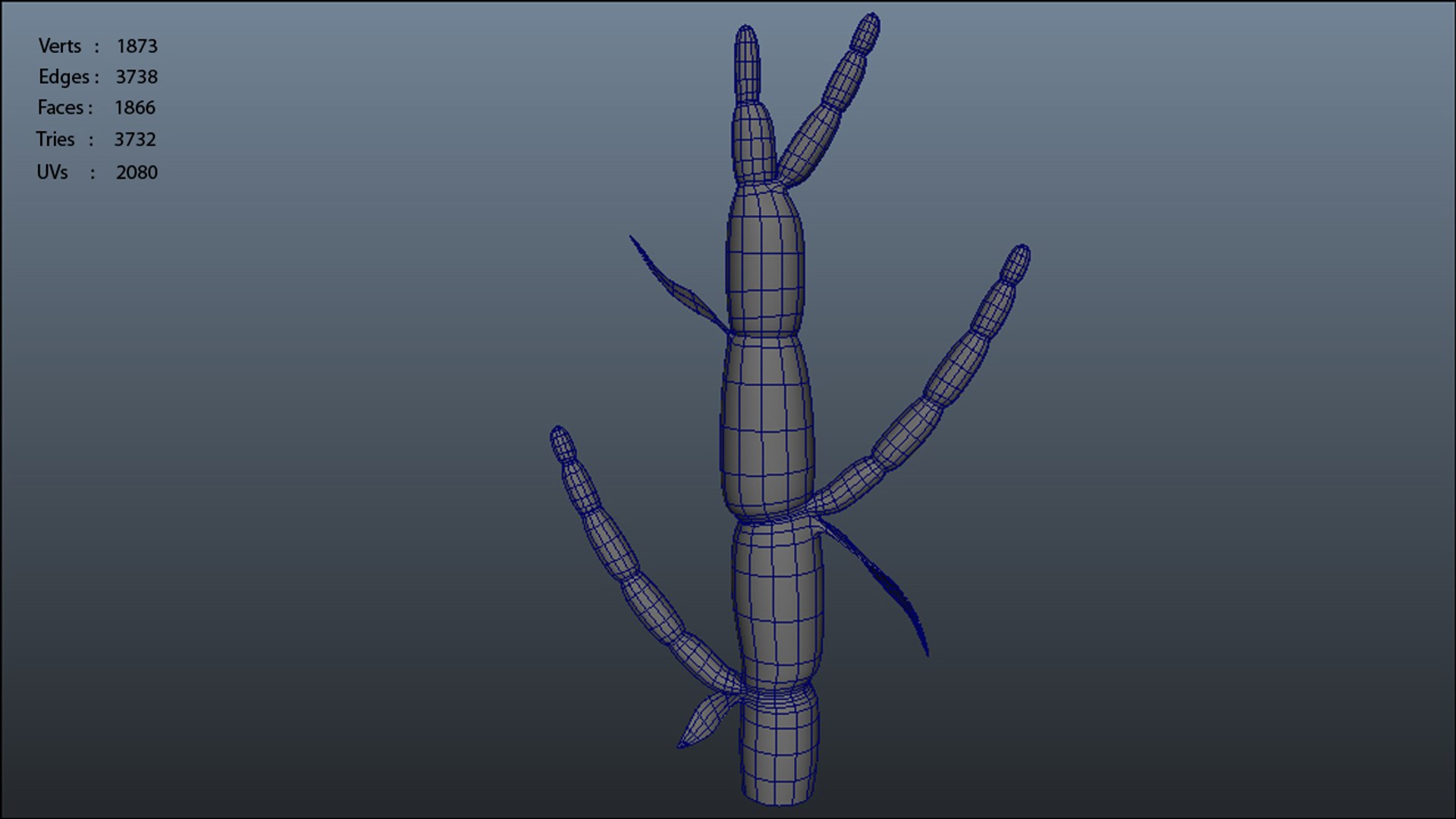 3d Model Of Coccoloba Tropical