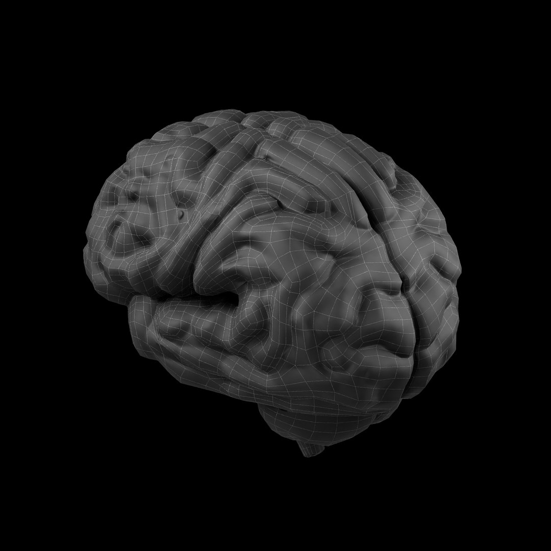 Human Brain Model - TurboSquid 2291682