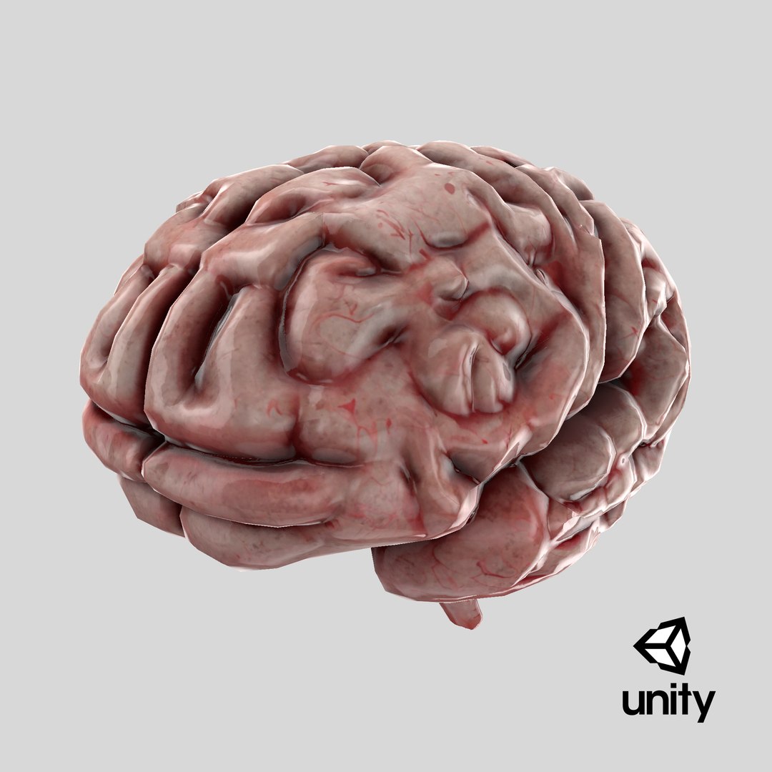 Human Brain Model - TurboSquid 2291682