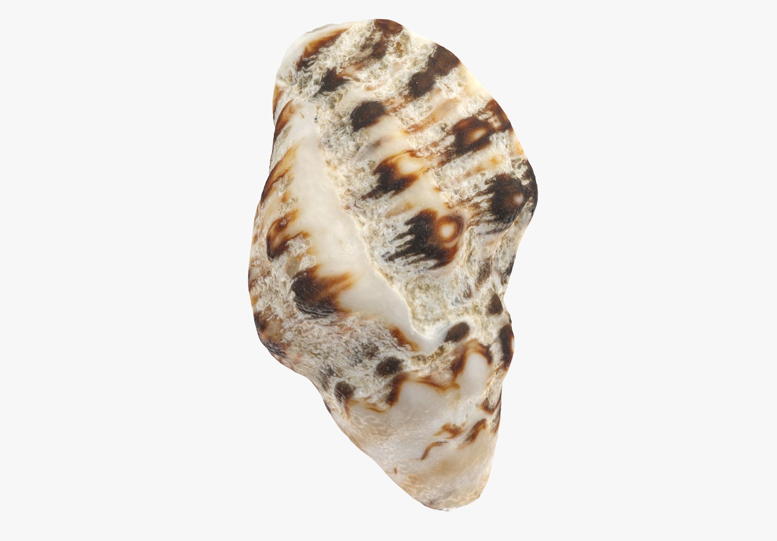 3D Sea Shell - TurboSquid 1960029
