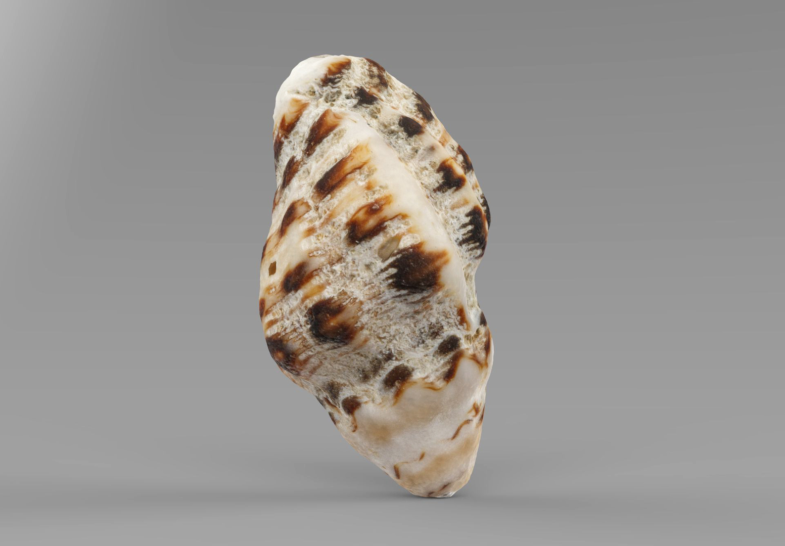 3D Sea Shell - TurboSquid 1960029