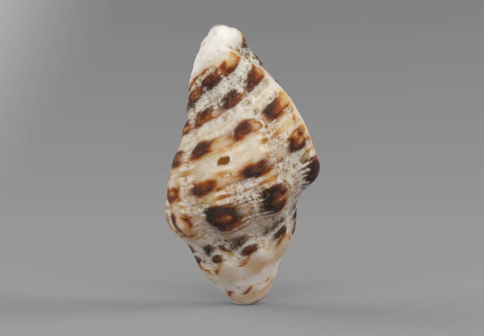 3D Sea Shell - TurboSquid 1960029