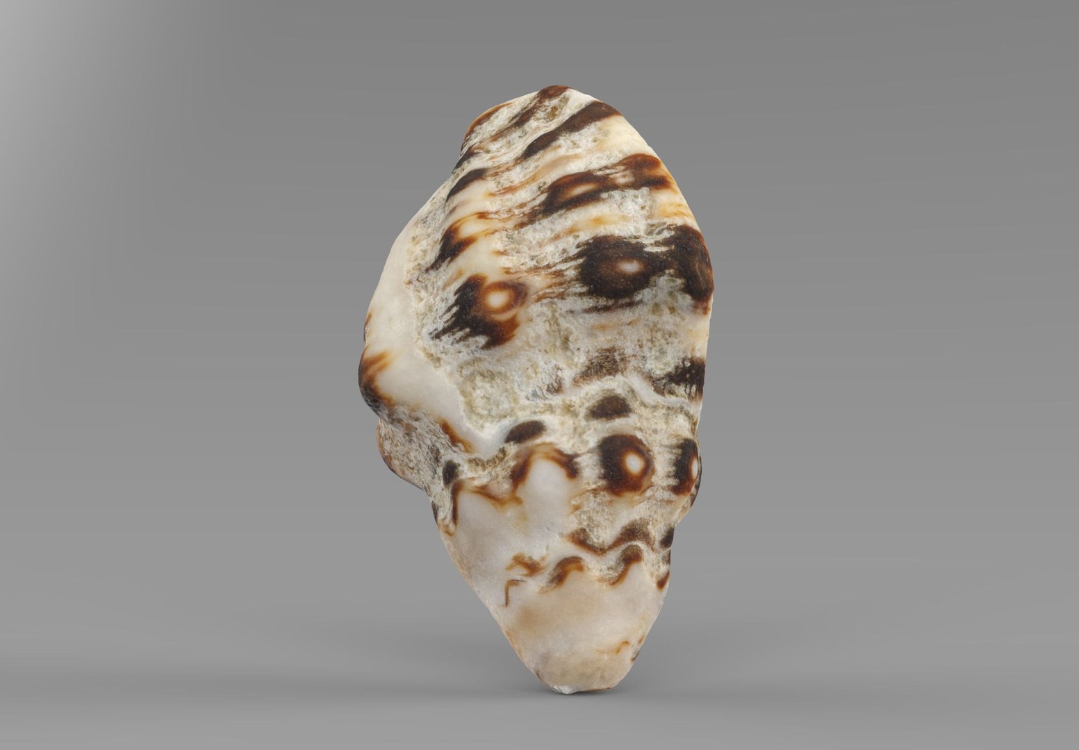 3D Sea Shell - TurboSquid 1960029