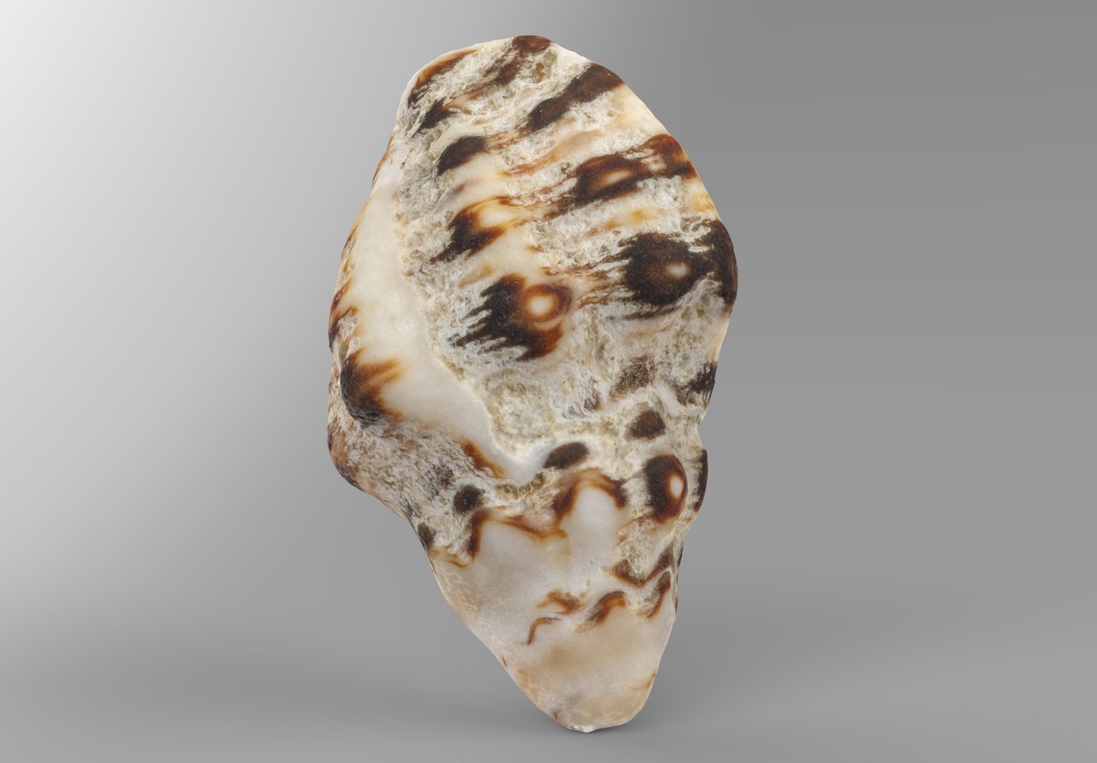 3D Sea Shell - TurboSquid 1960029
