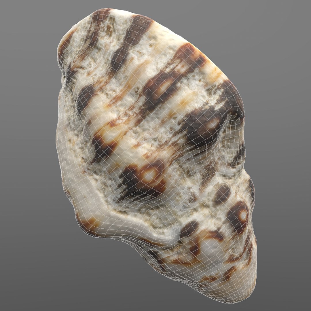 3D Sea Shell - TurboSquid 1960029