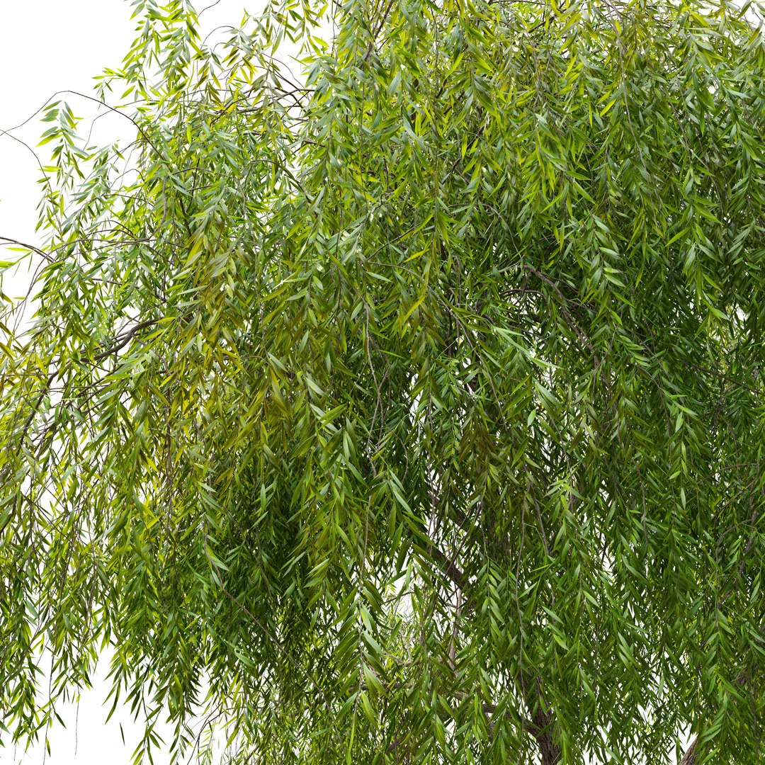Weeping Willow 3 3D Model - TurboSquid 1948484