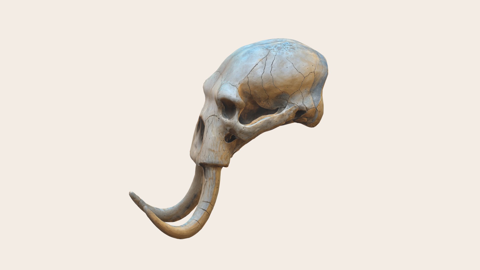 3D Model Mammoth Skull - TurboSquid 2283729