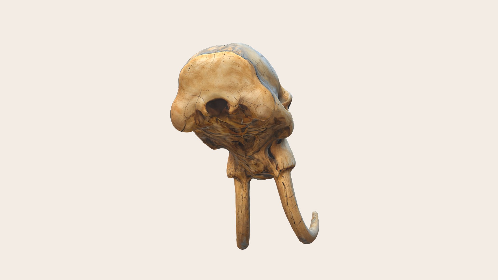 3D Model Mammoth Skull - TurboSquid 2283729