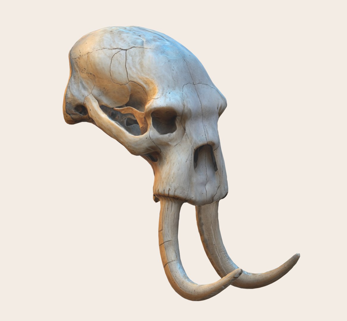 3D Model Mammoth Skull - TurboSquid 2283729