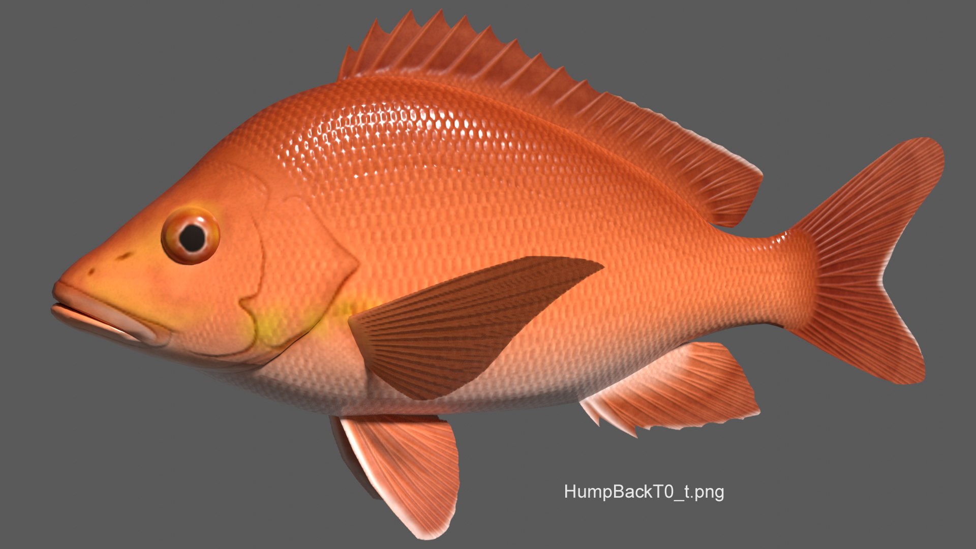 3dsmax humpback himefuedai
