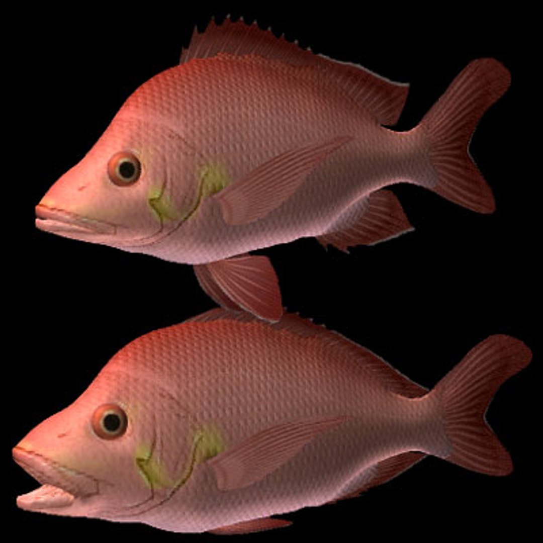 3dsmax Humpback Himefuedai