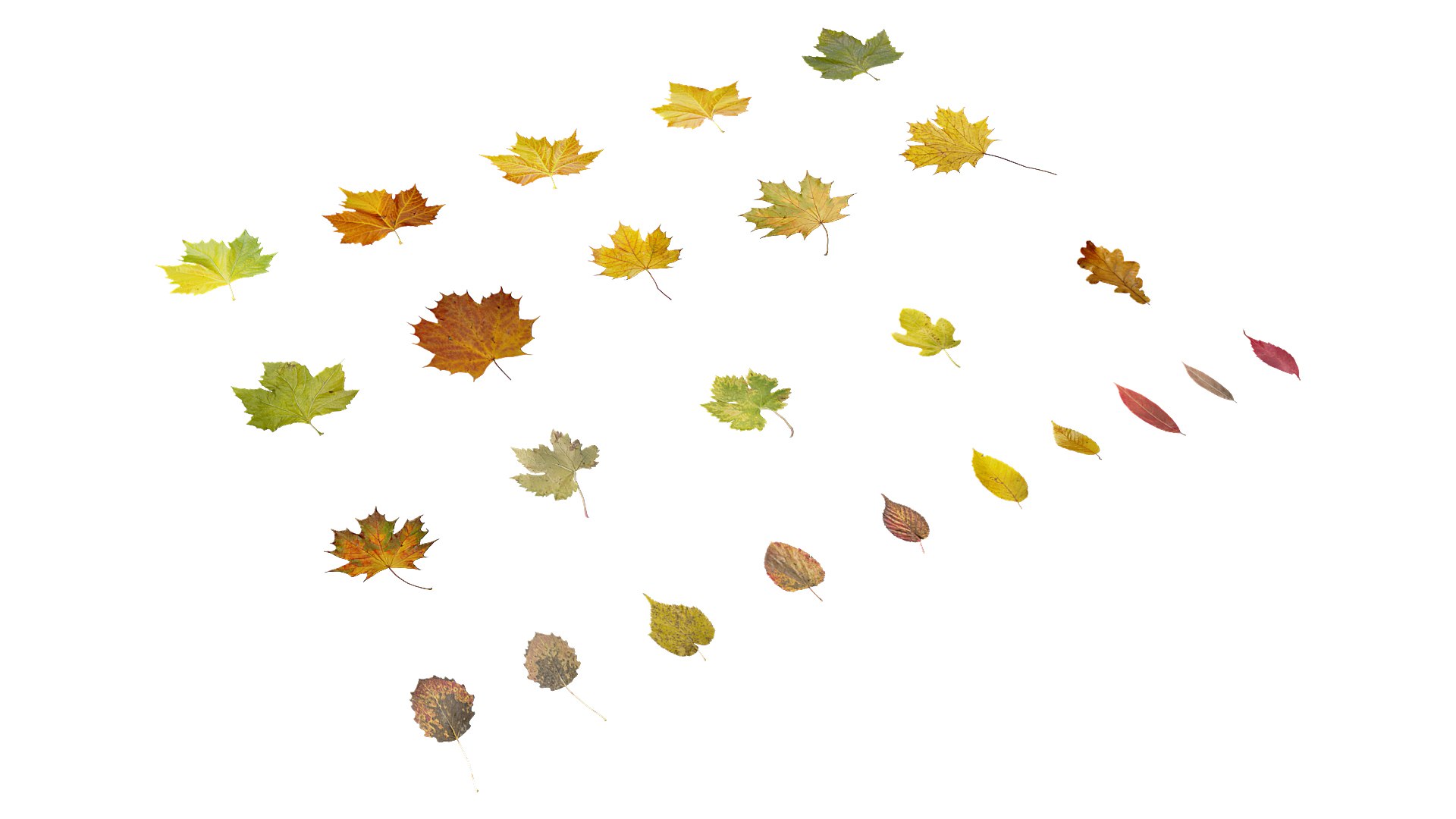 3D Autumn Leaves Set - TurboSquid 1701660
