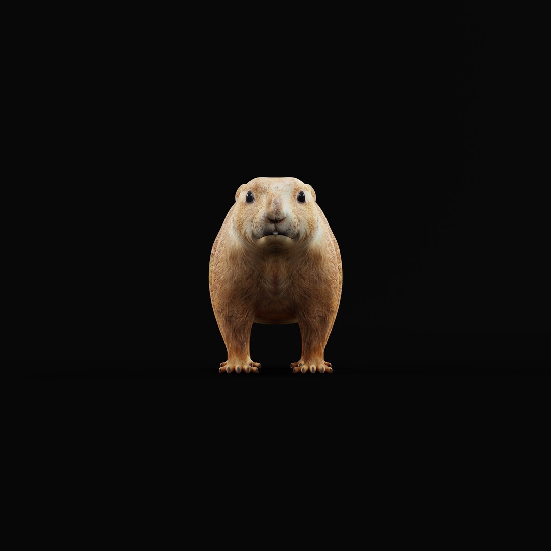 3D PrairieDog Model - TurboSquid 2374333
