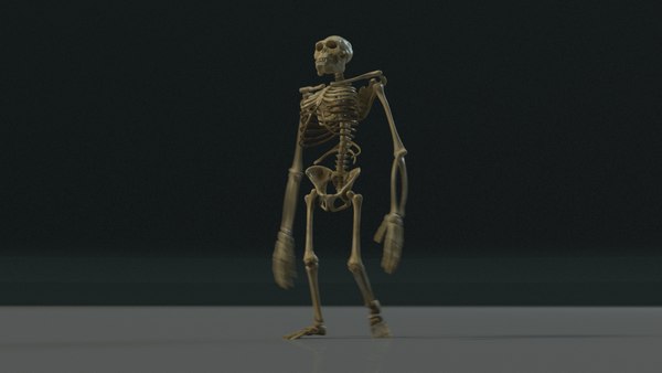 modelo 3d Kong Skeleton (licencia de estudio) - TurboSquid 1192846