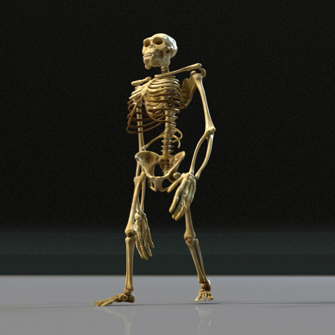 Free 3D Model Kong Skeleton - TurboSquid 1192846