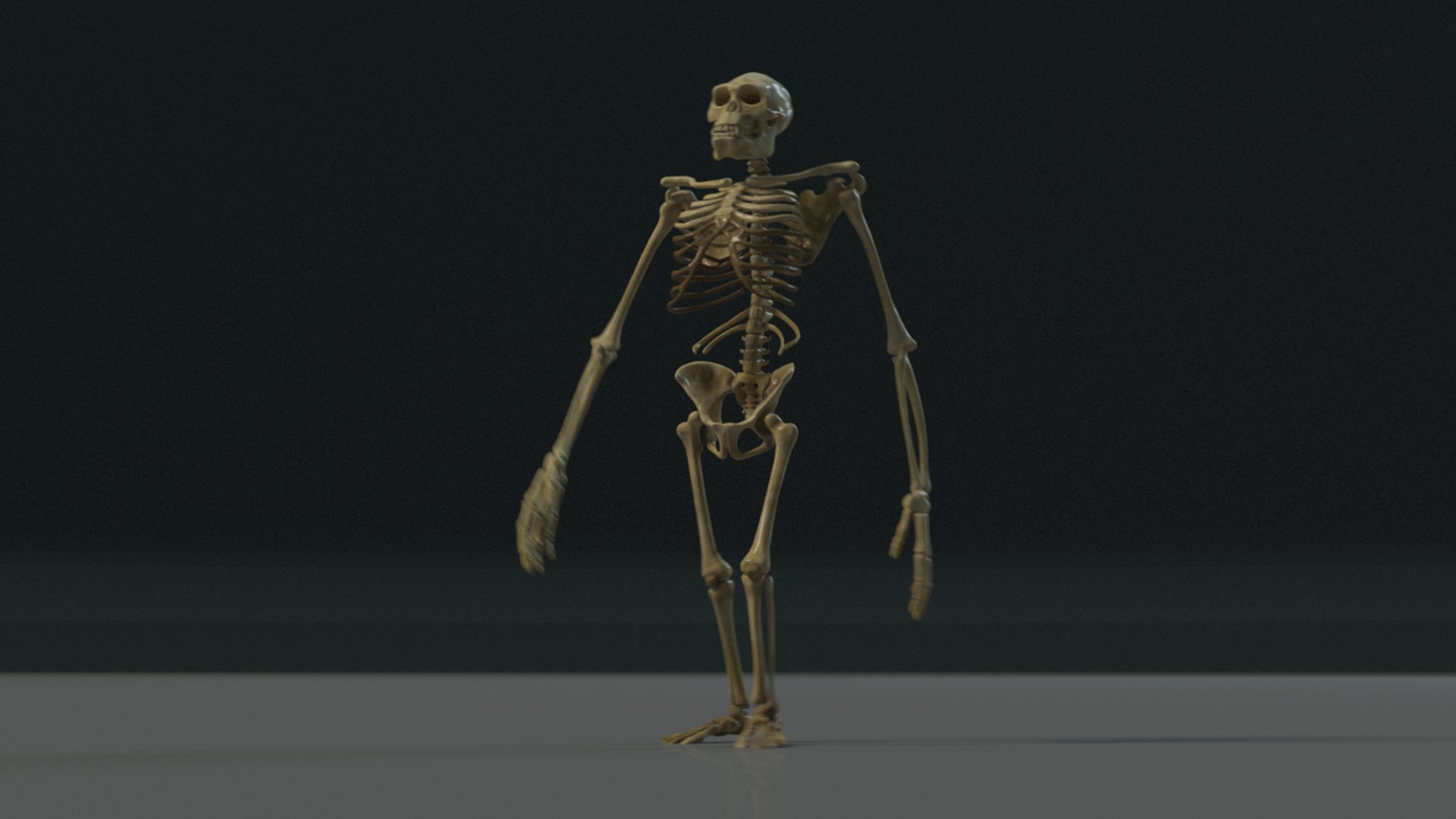 Free 3D Model Kong Skeleton - TurboSquid 1192846