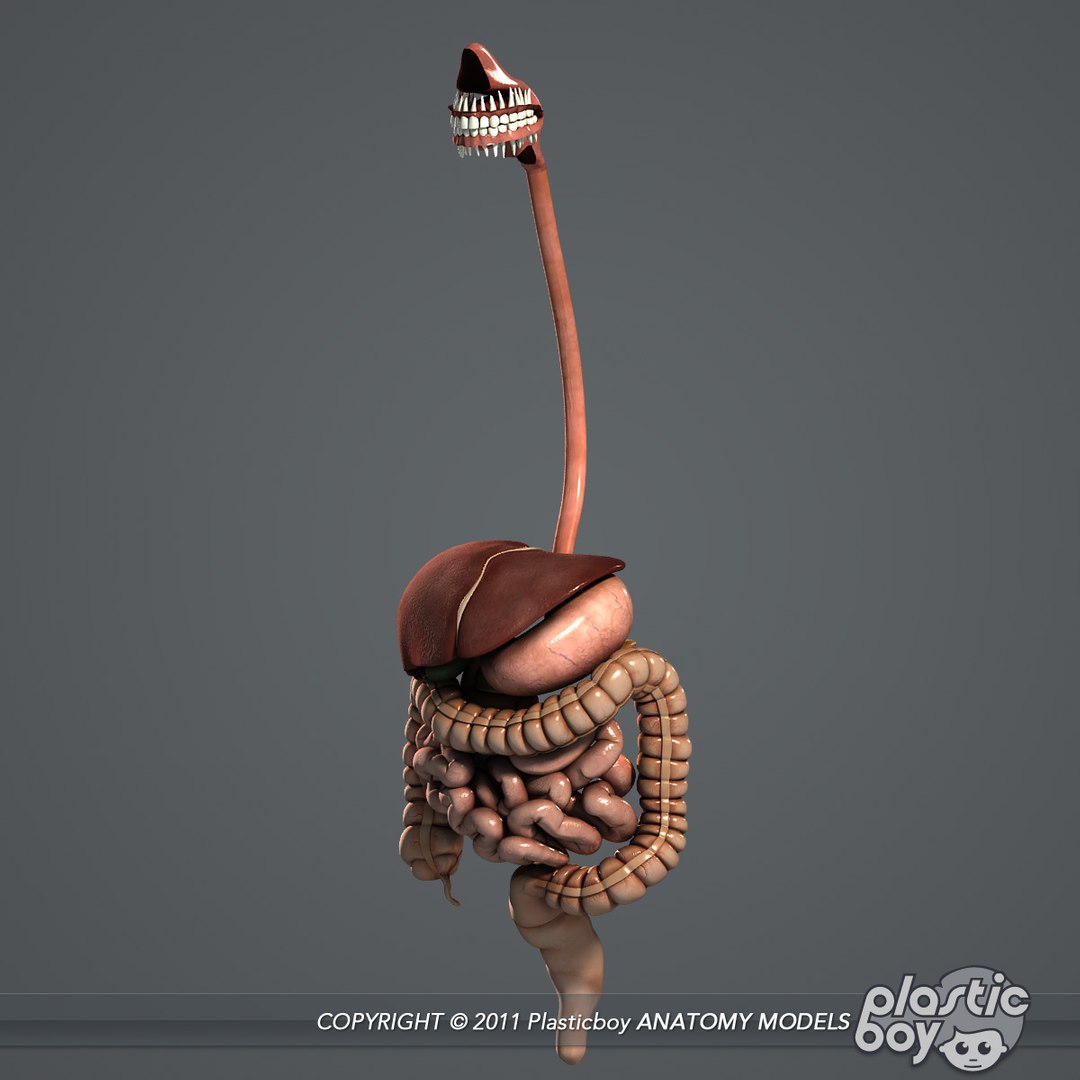3d Human Digestive Male Body Model