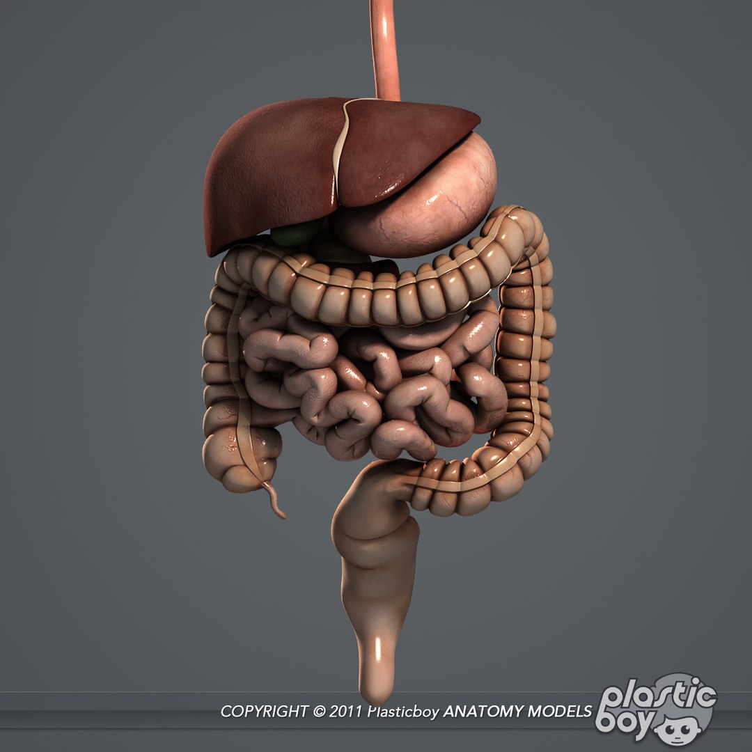 3d Human Digestive Male Body Model