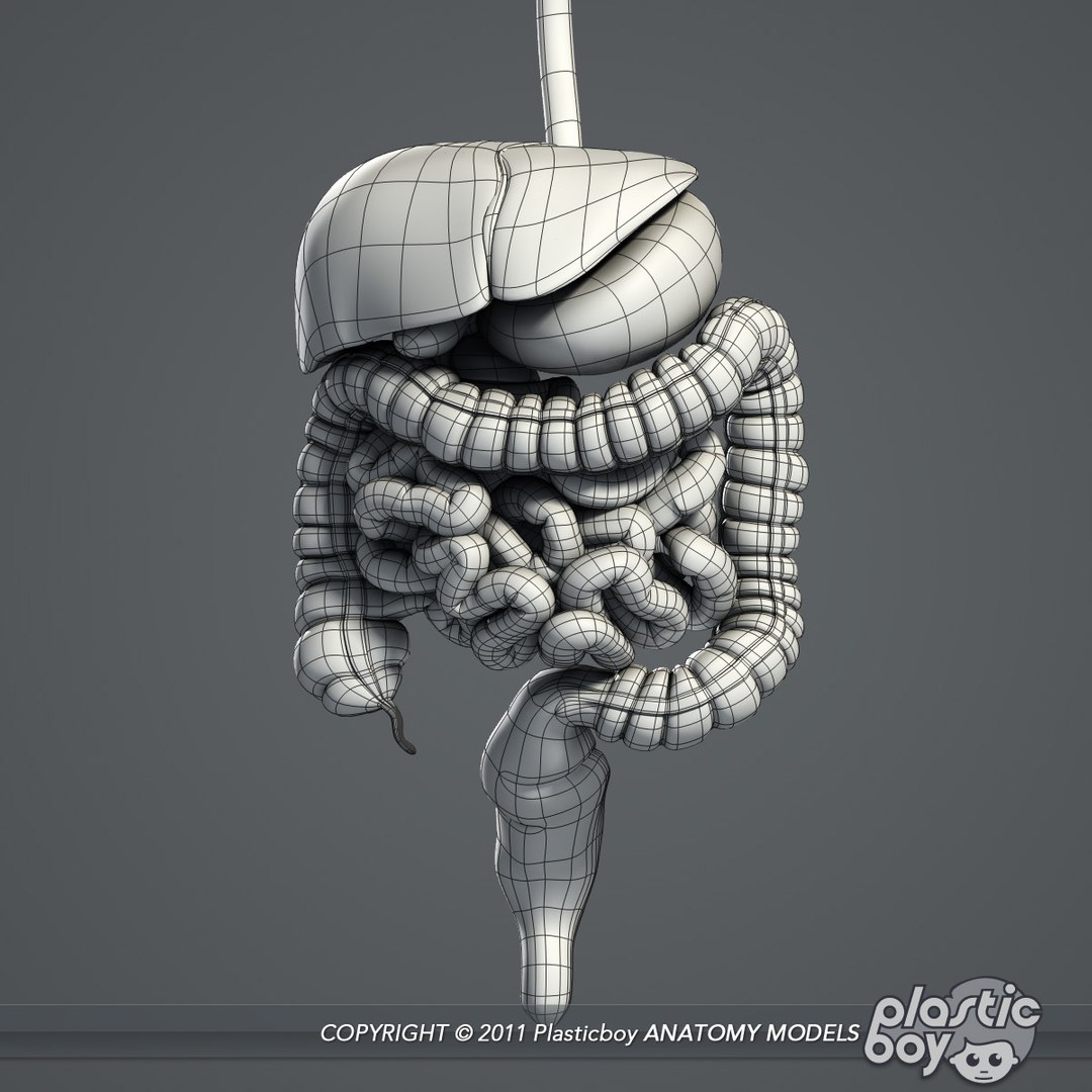 3d Human Digestive Male Body Model