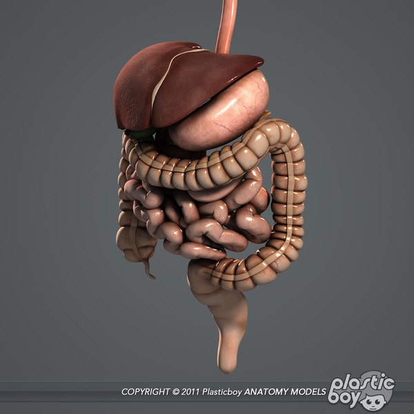 3d human digestive male body model