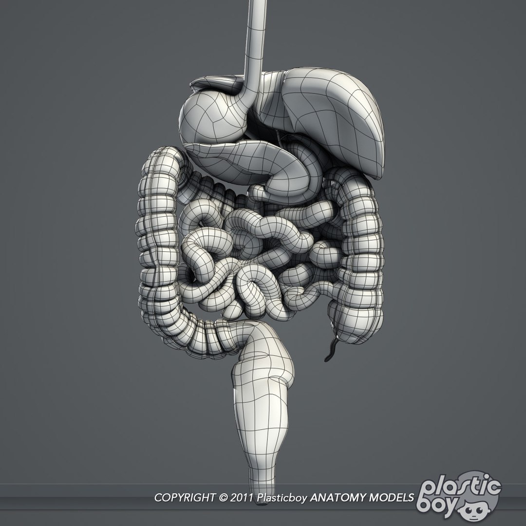 3d Human Digestive Male Body Model