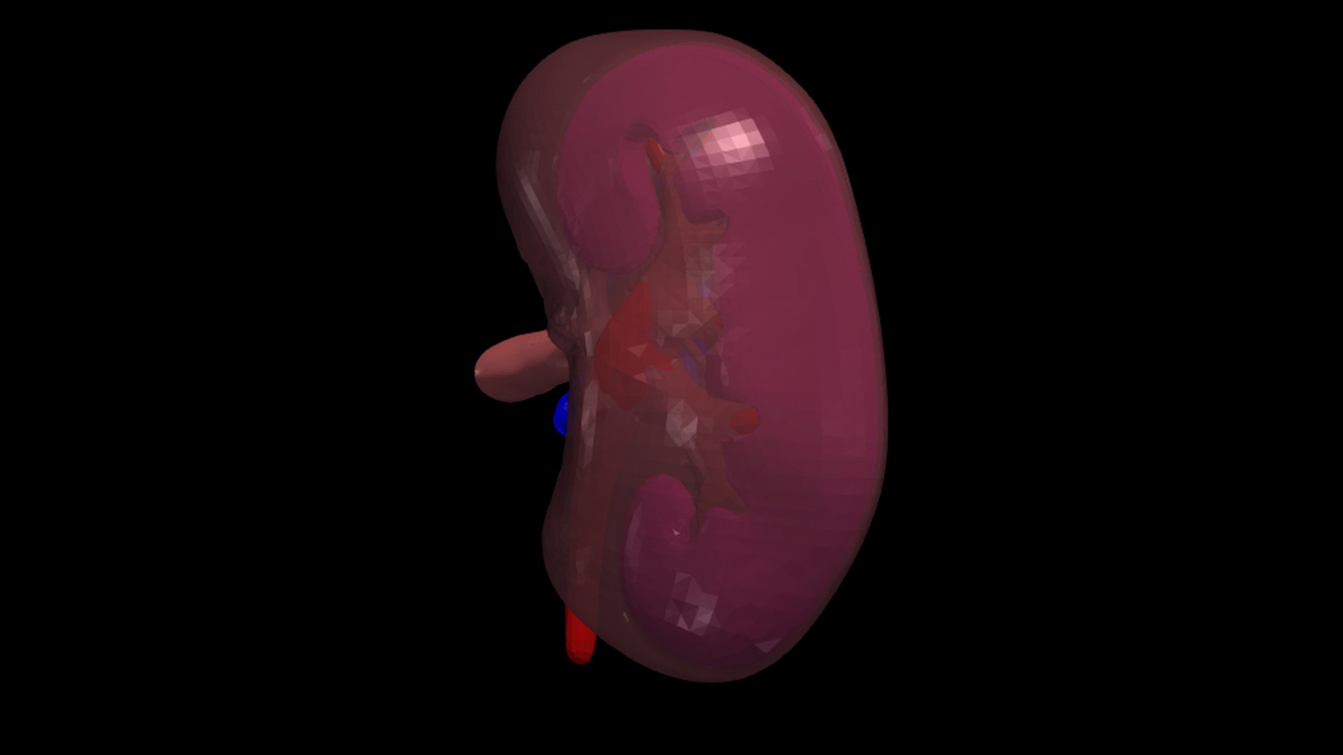 3D Human Kidney Cross Section Model - TurboSquid 2077213