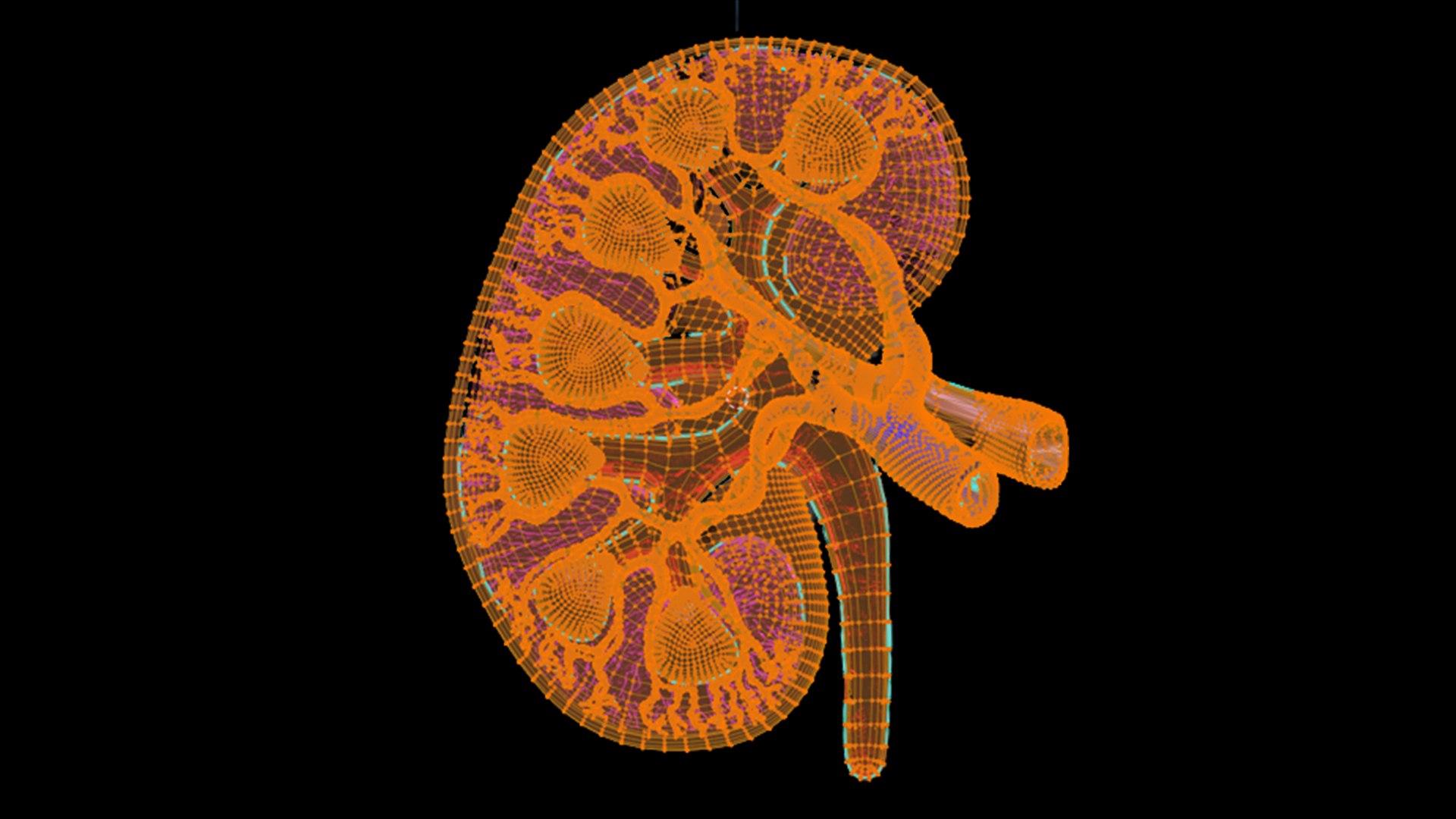 3D 3D Model of Human Kidney cross section model - TurboSquid 2077213
