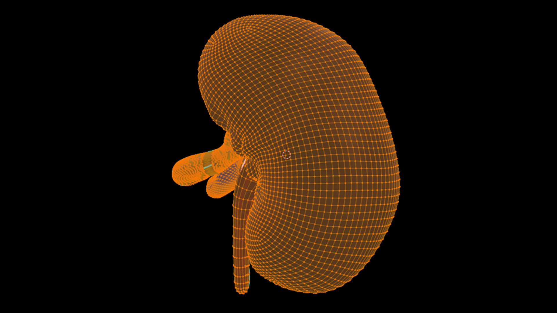 3D 3D Model of Human Kidney cross section model - TurboSquid 2077213