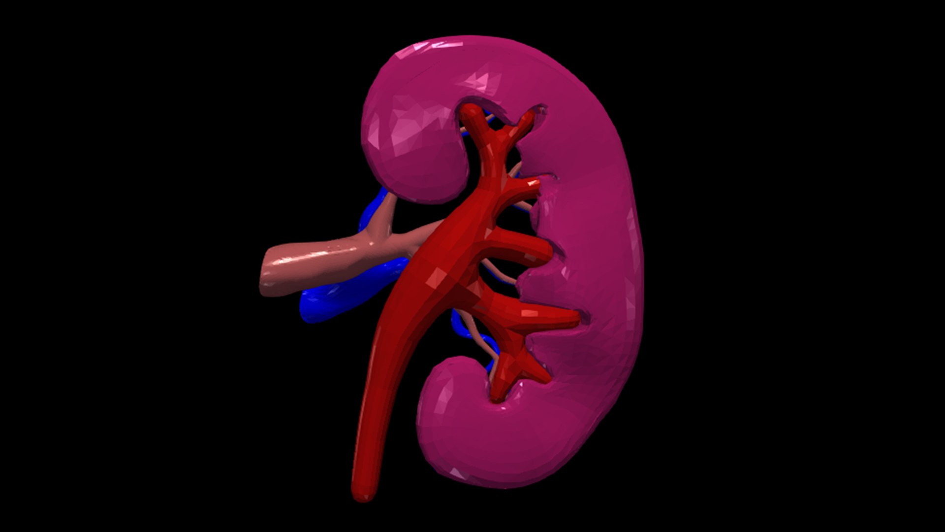 3D Human Kidney Cross Section Model - TurboSquid 2077213