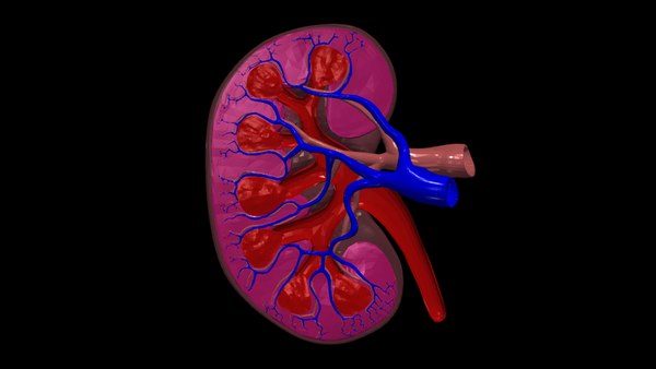 Excretory System 3D Models for Download | TurboSquid