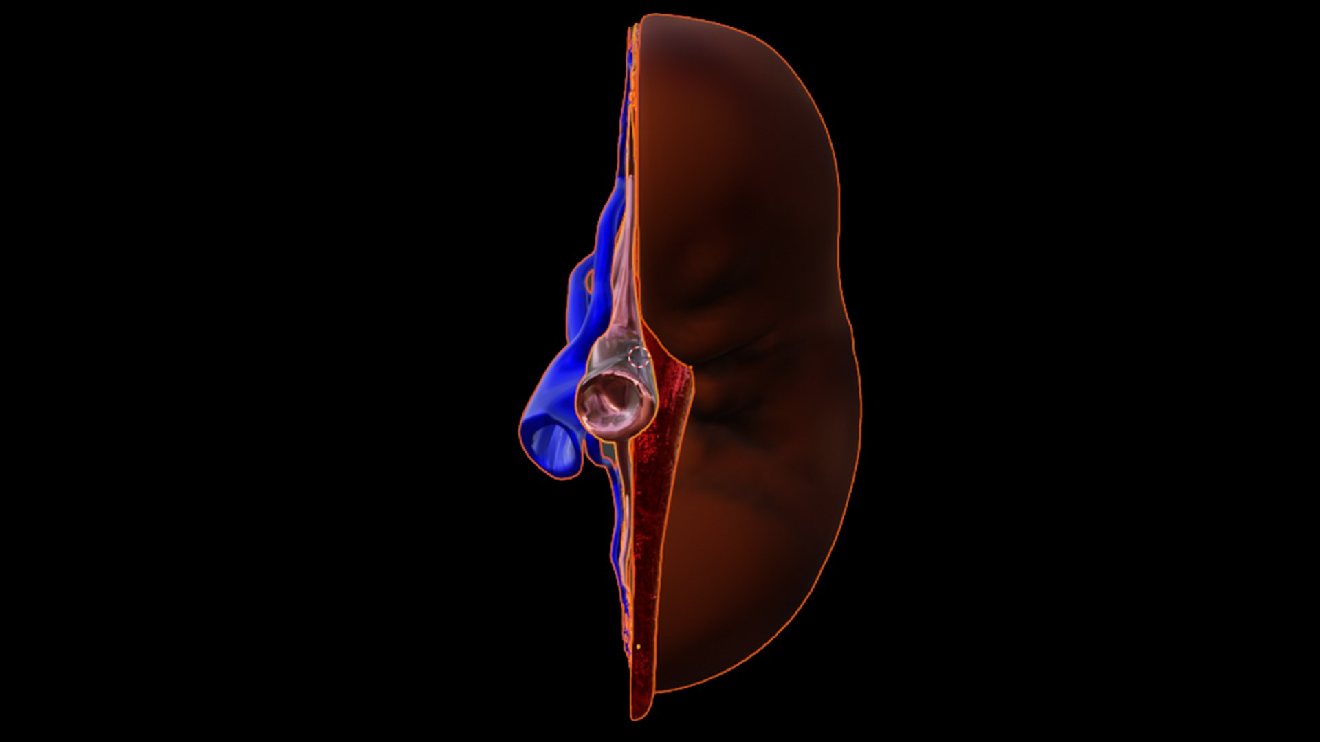 3D 3D Model of Human Kidney cross section model - TurboSquid 2077213