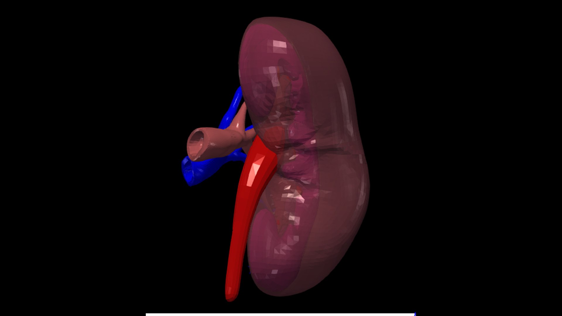 3D Human Kidney Cross Section Model - TurboSquid 2077213