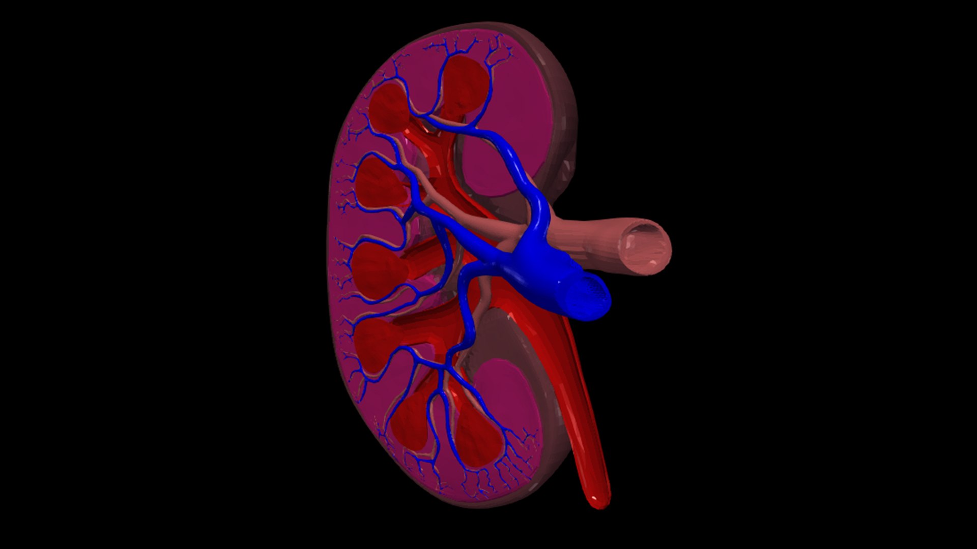 3D Human Kidney Cross Section Model - TurboSquid 2077213