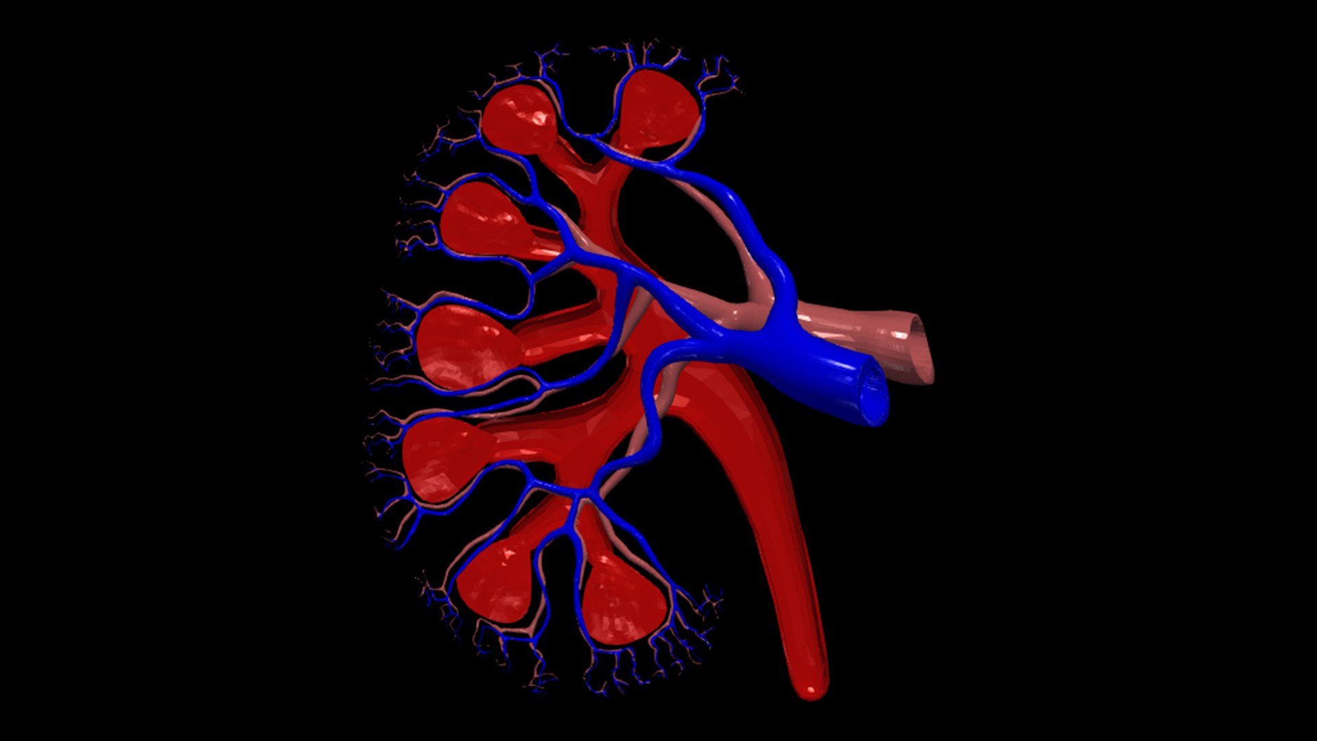 3D 3D Model of Human Kidney cross section model - TurboSquid 2077213