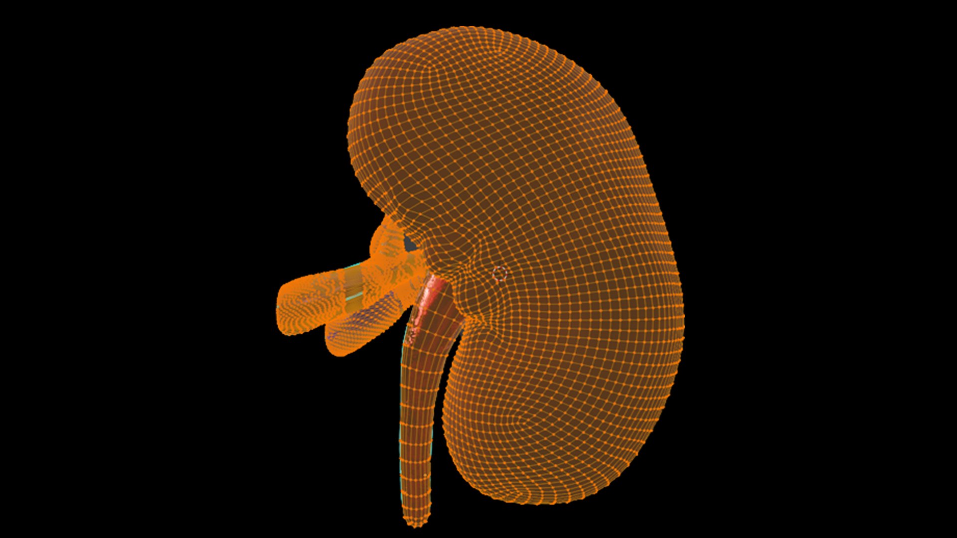 3D 3D Model of Human Kidney cross section model - TurboSquid 2077213