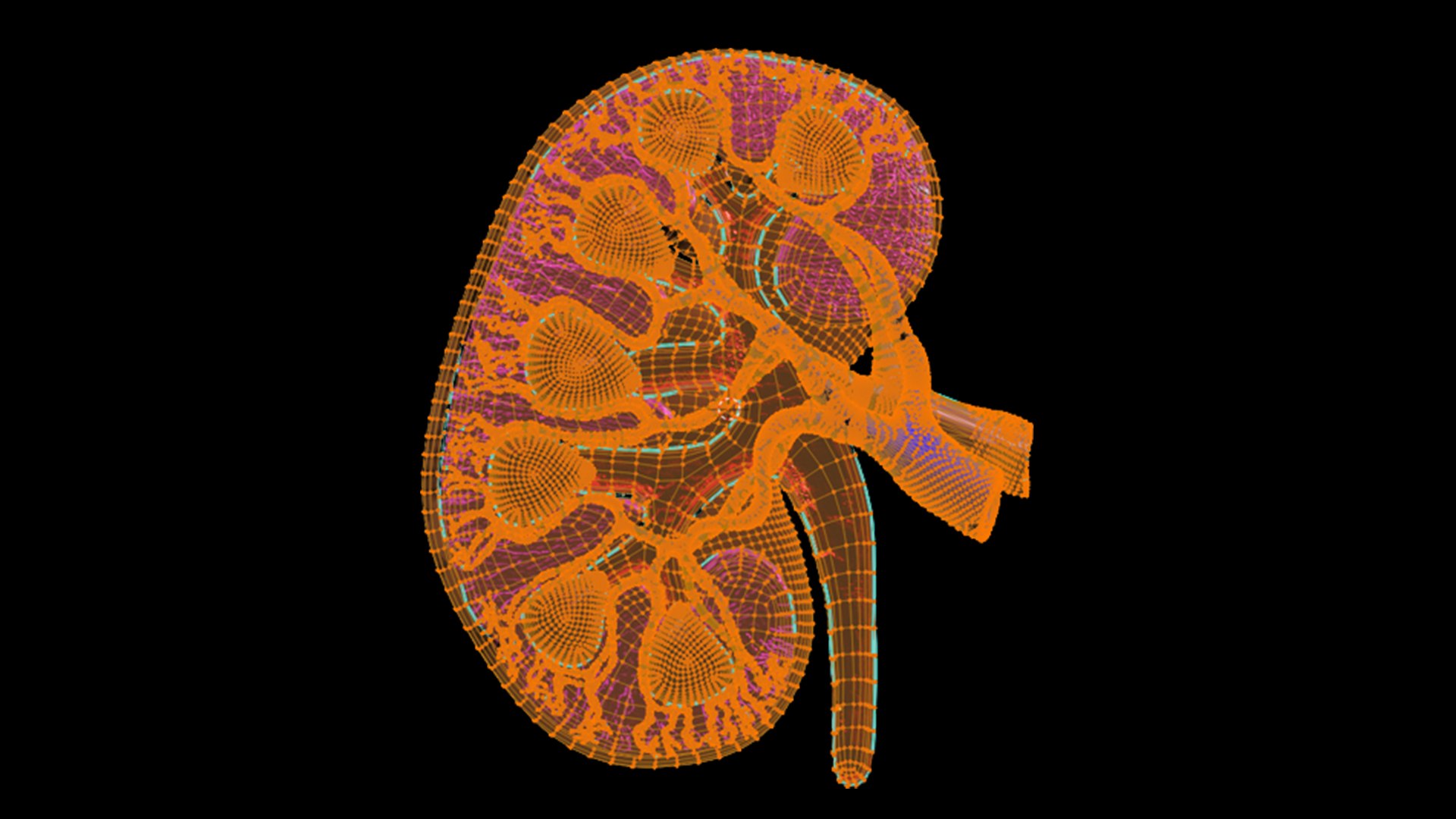 3D 3D Model of Human Kidney cross section model - TurboSquid 2077213