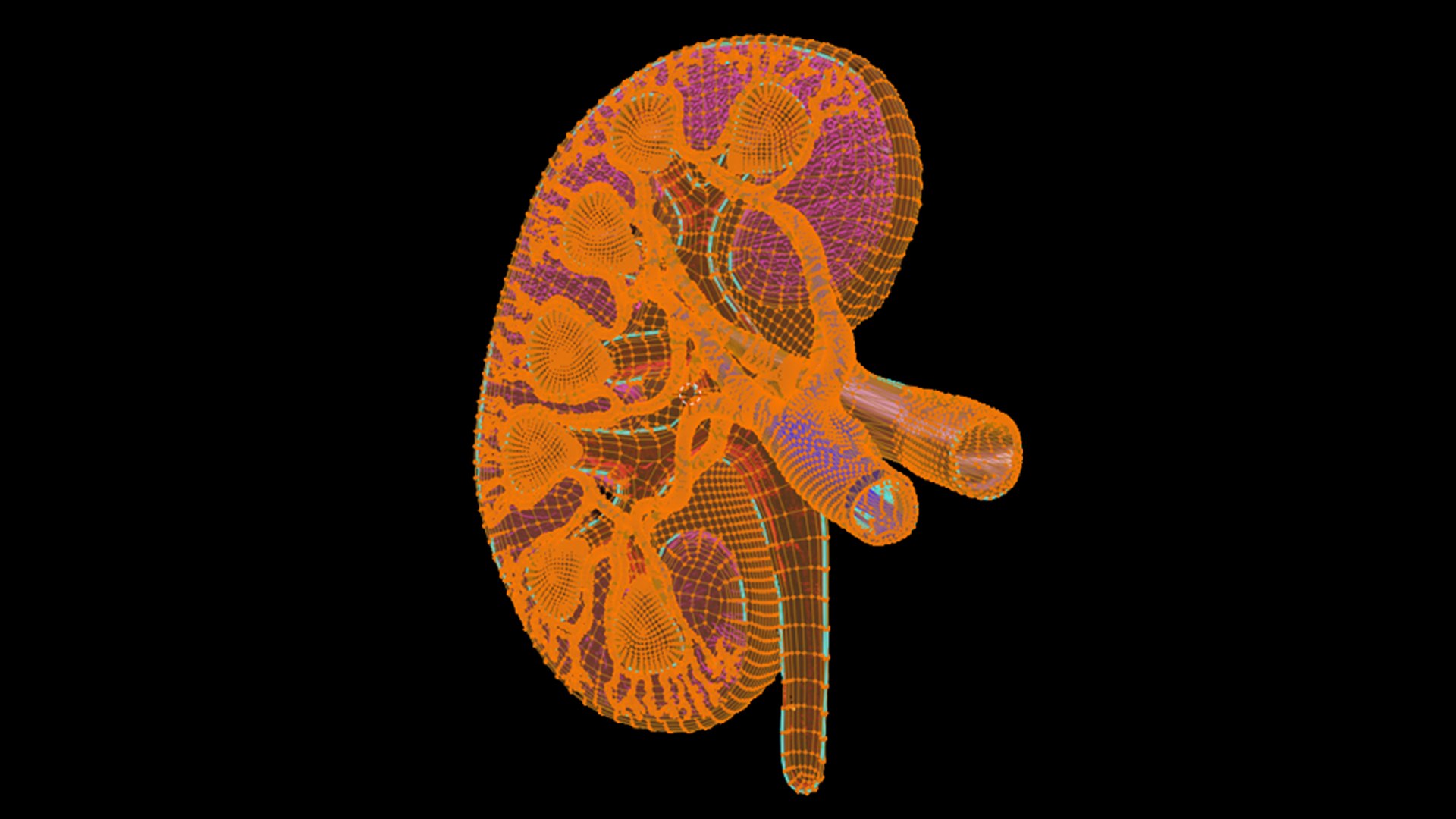 3D 3D Model of Human Kidney cross section model - TurboSquid 2077213