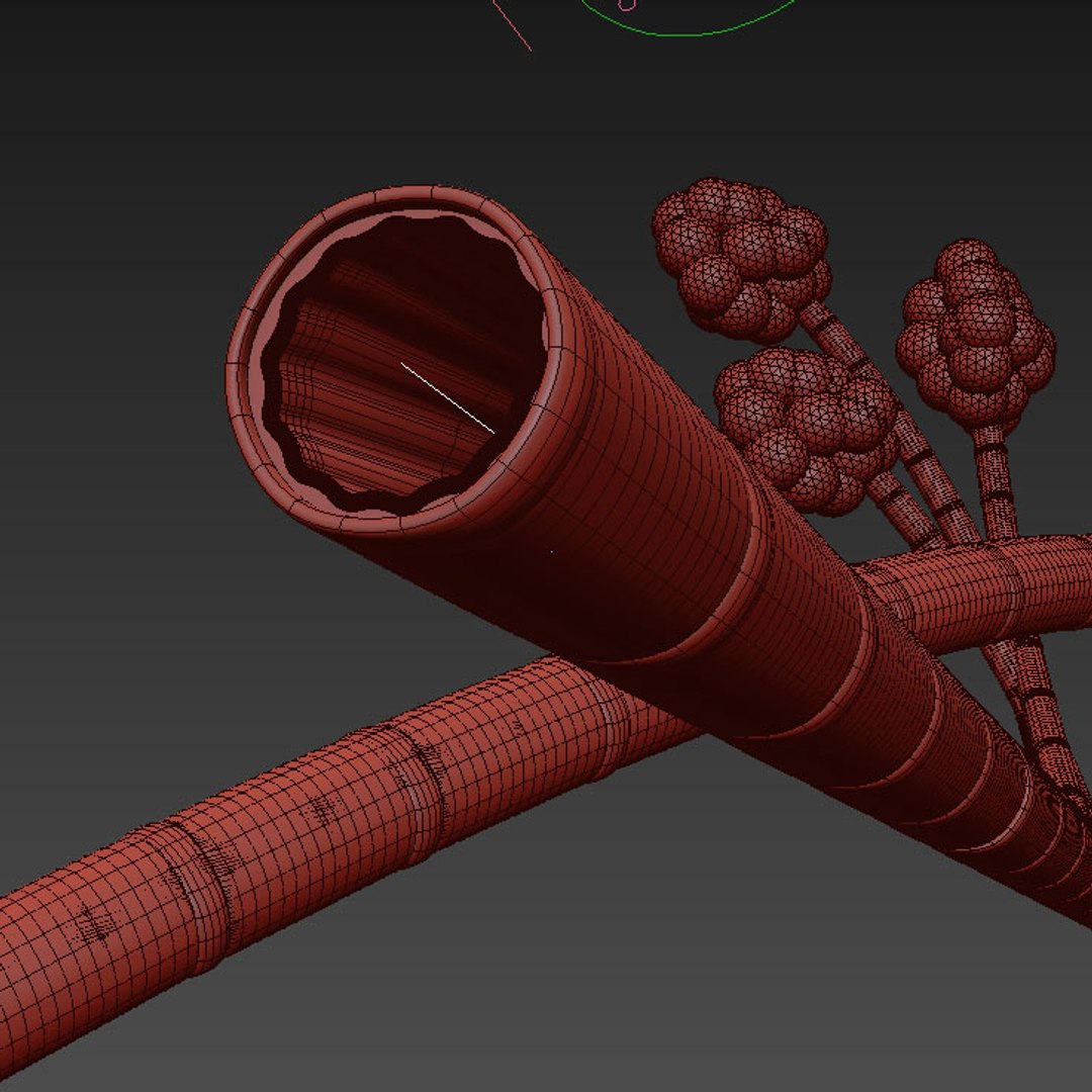 3d Model Bronchial Tube