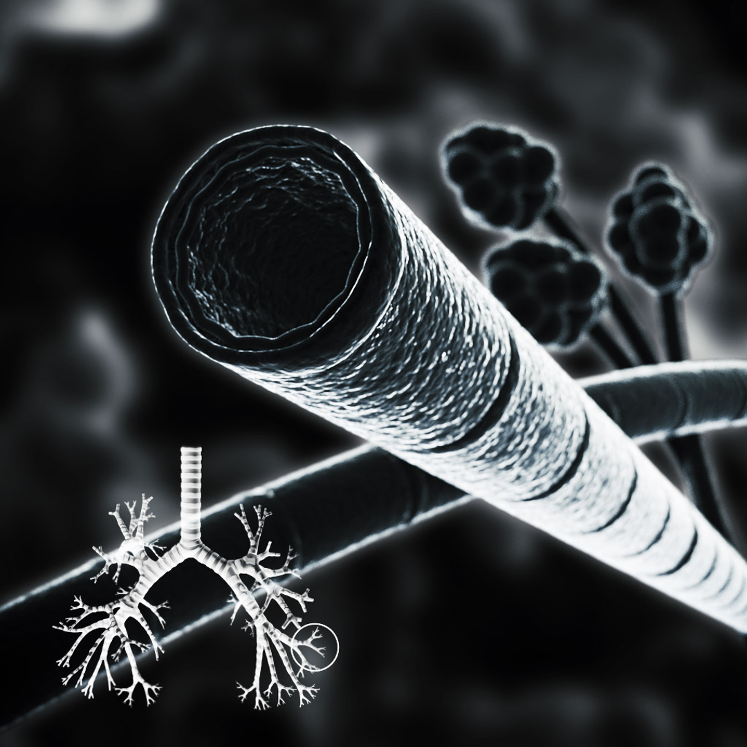 3d Model Bronchial Tube