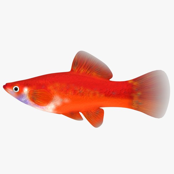 max swordtail female