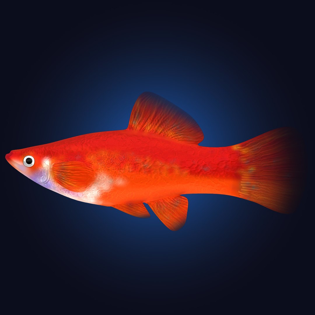 max swordtail female