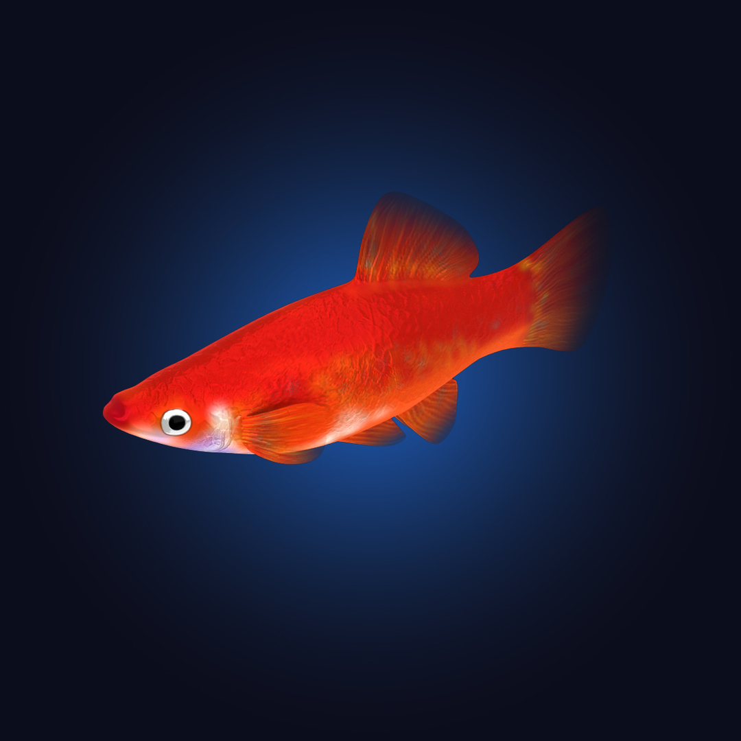 max swordtail female