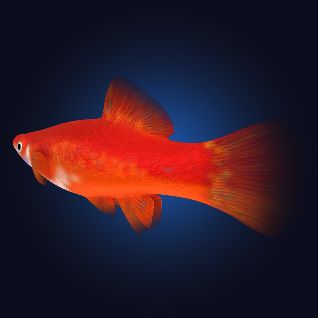 max swordtail female