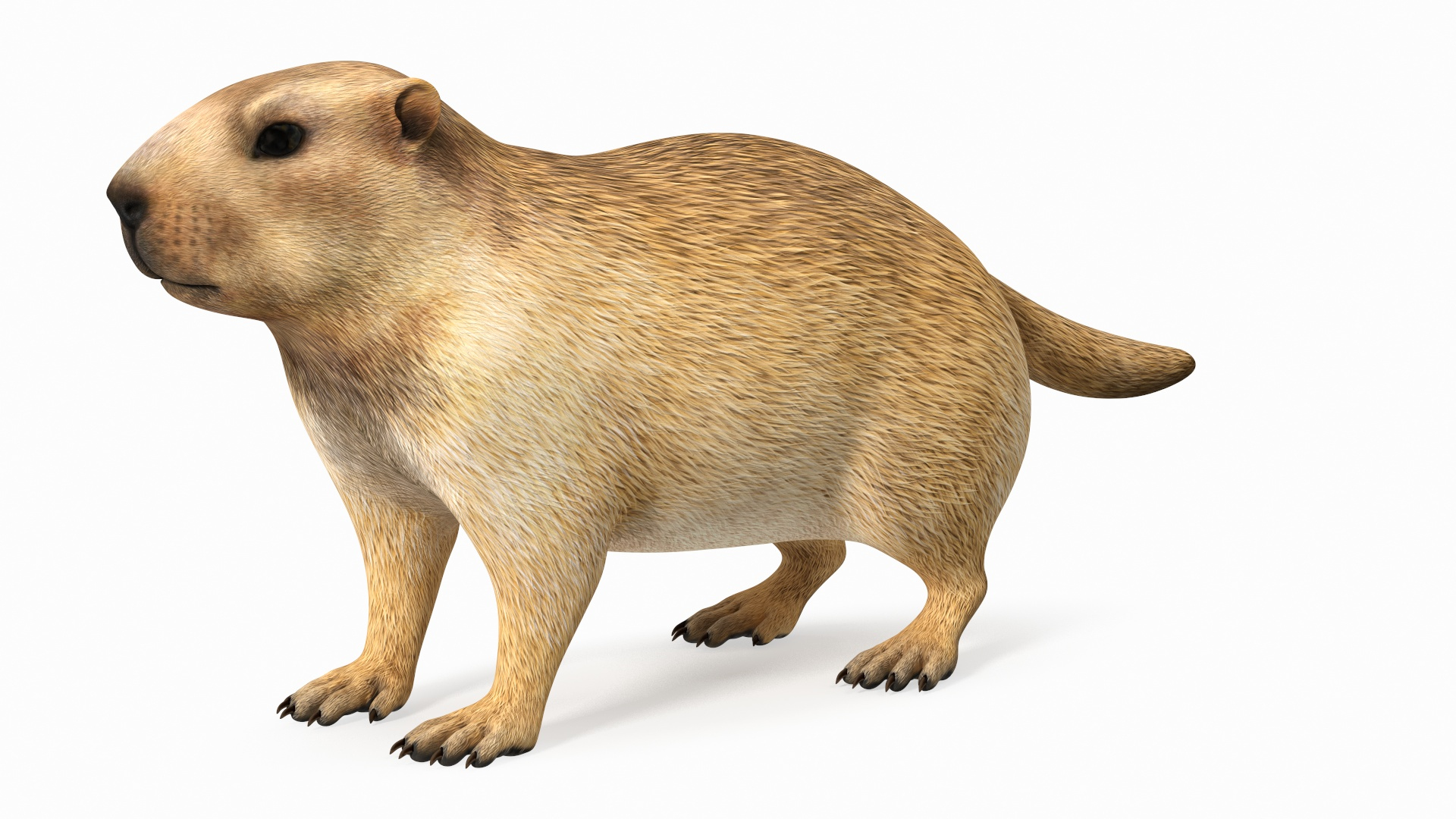 Marmot Model - TurboSquid 1964235