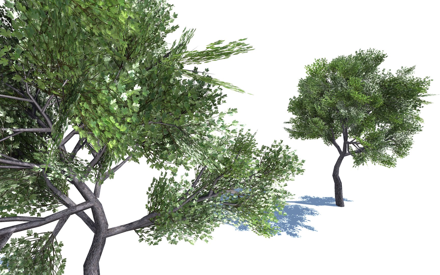 Natural Forest Trees 3D - TurboSquid 1513588