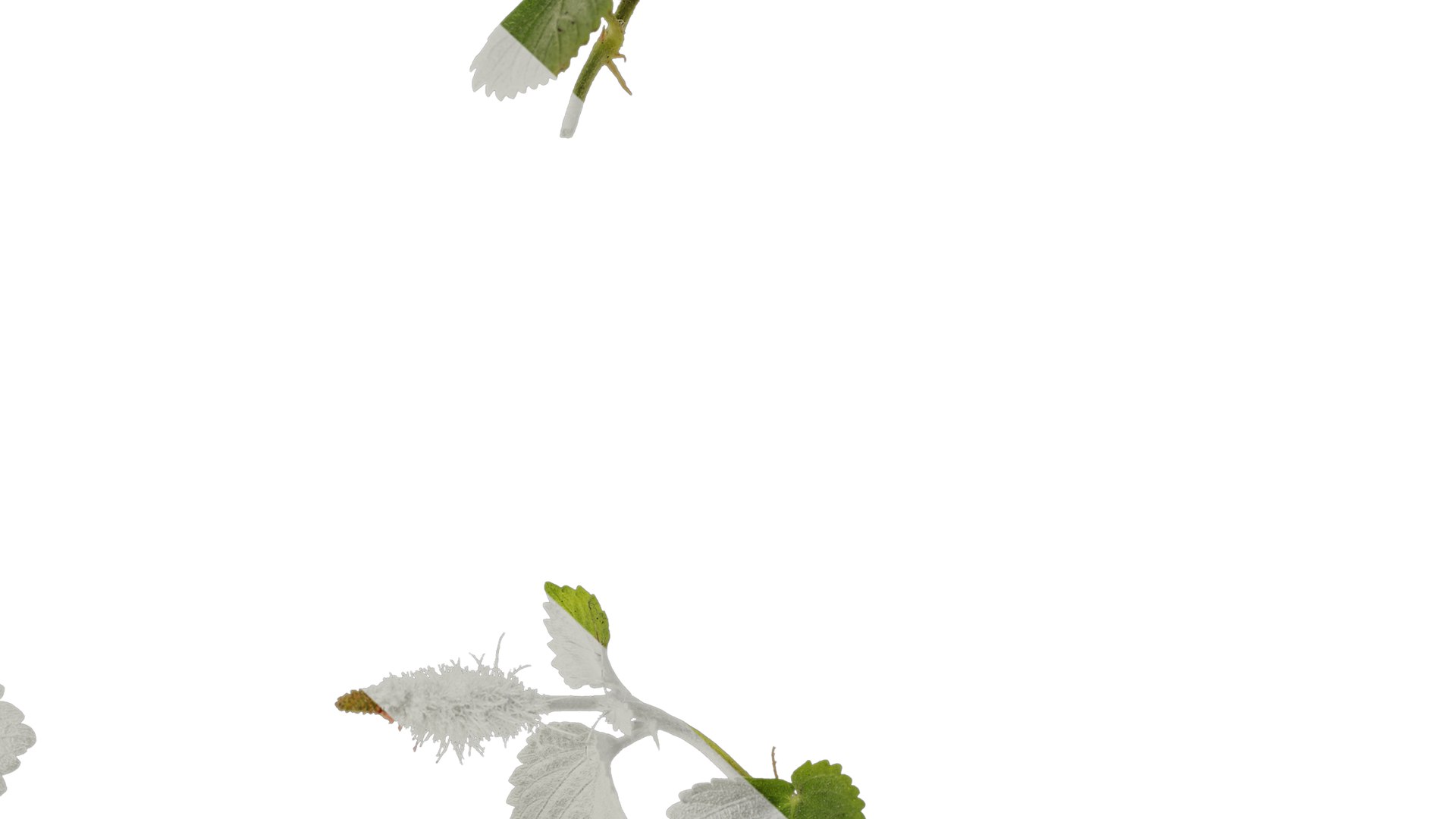 Anydrafts Acalypha Reptans Atlas 02 Textures 3D Model - TurboSquid 2351191