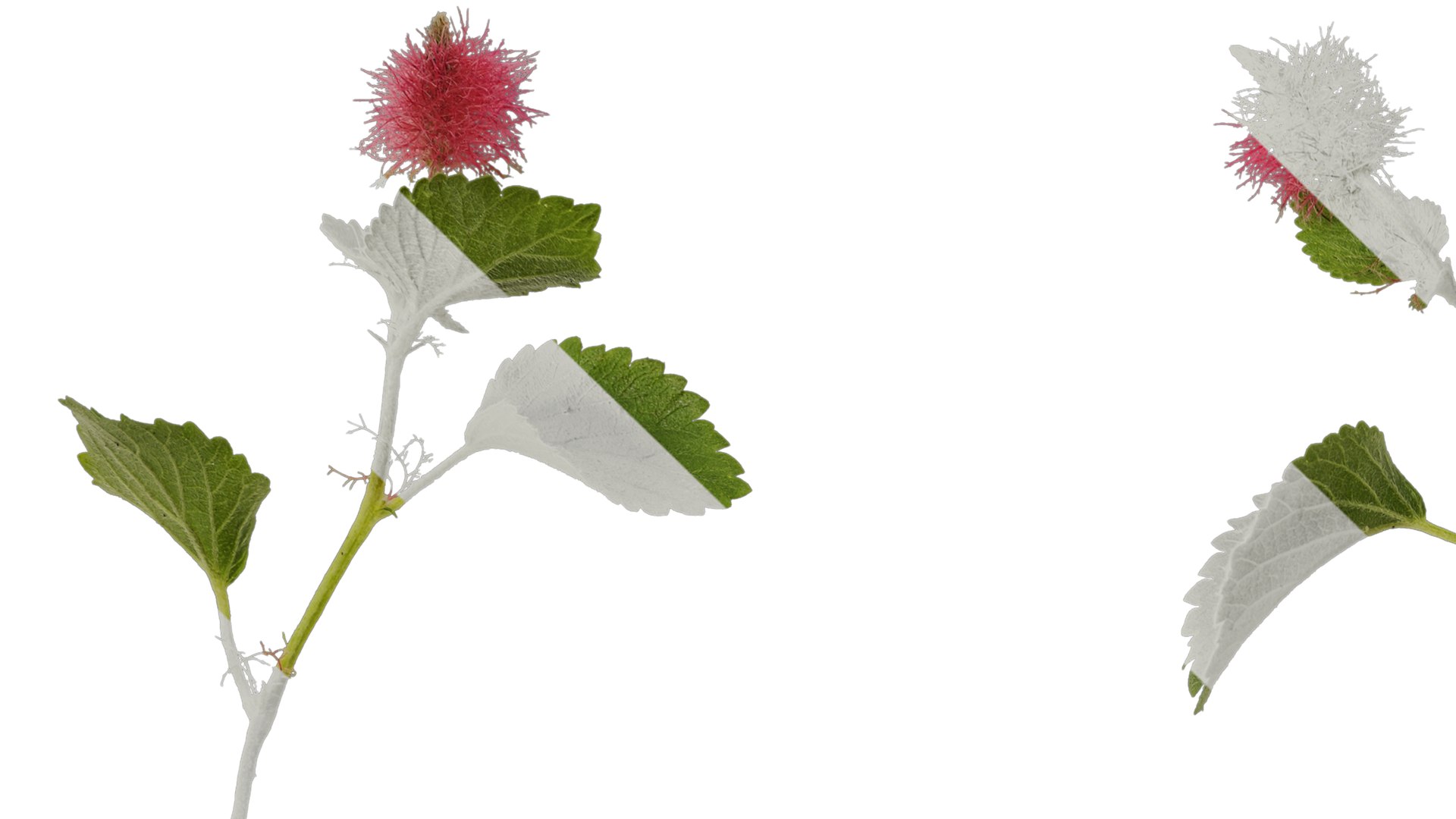 Anydrafts Acalypha Reptans Atlas 02 Textures 3D Model - TurboSquid 2351191