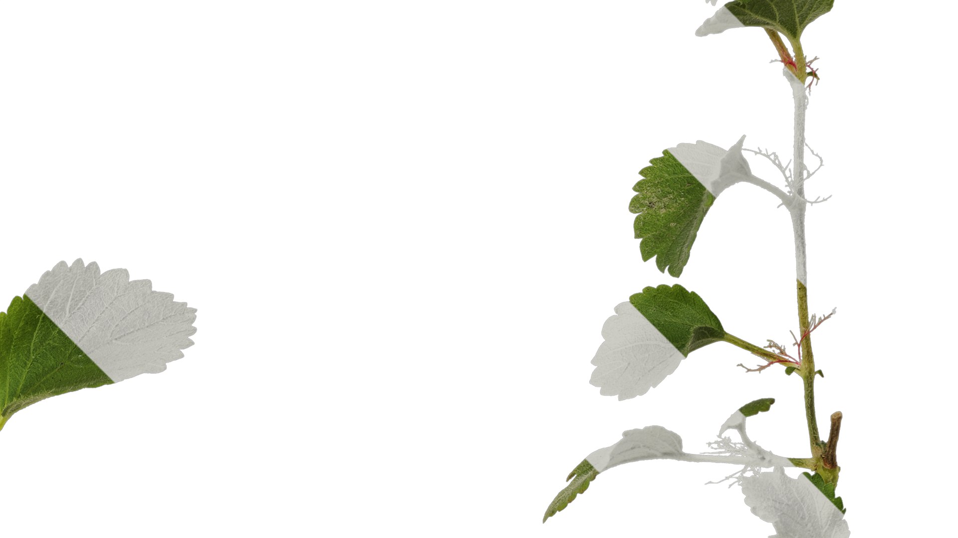 Anydrafts Acalypha Reptans Atlas 02 Textures 3D Model - TurboSquid 2351191