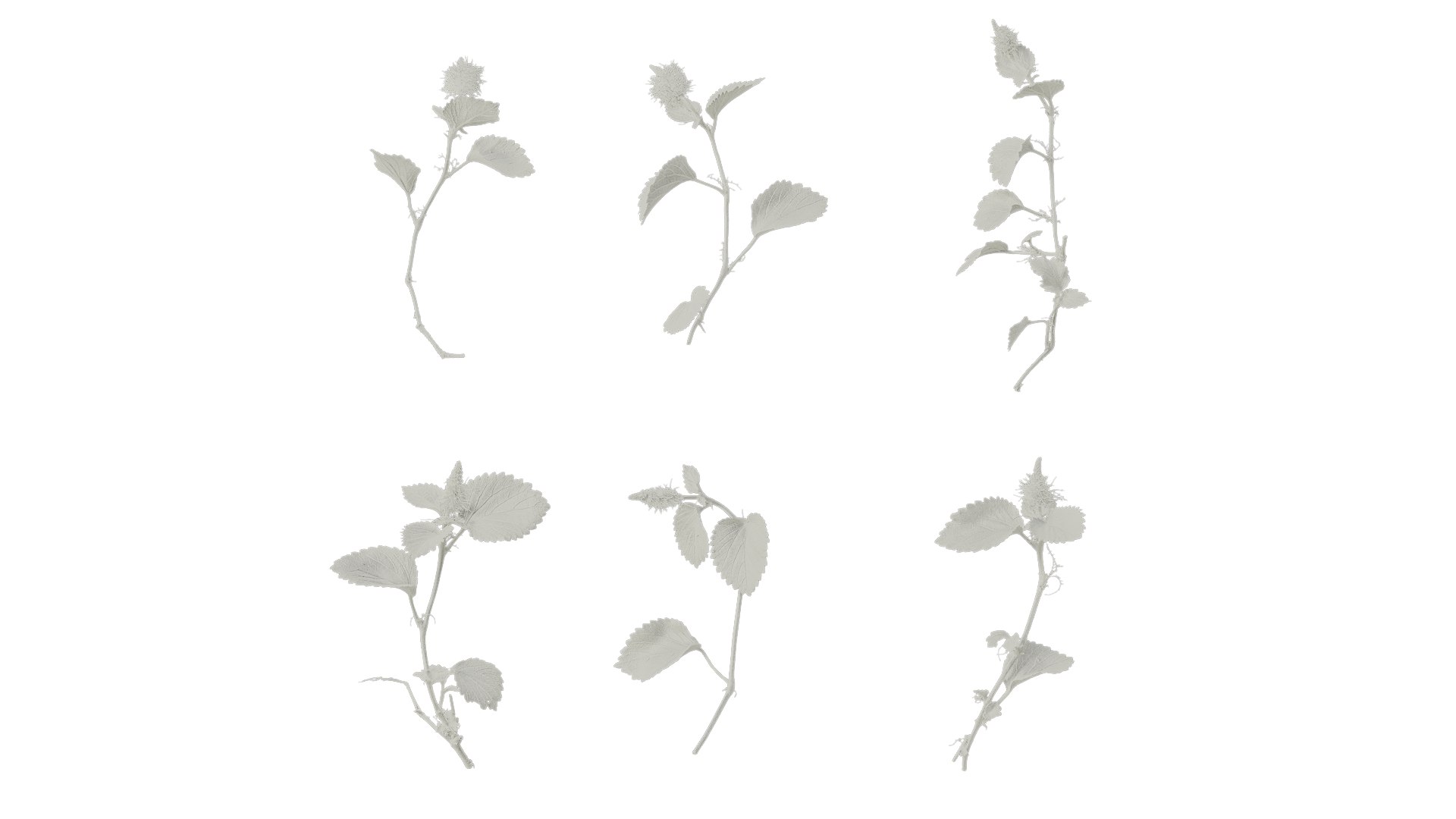 Anydrafts Acalypha Reptans Atlas 02 Textures 3D Model - TurboSquid 2351191