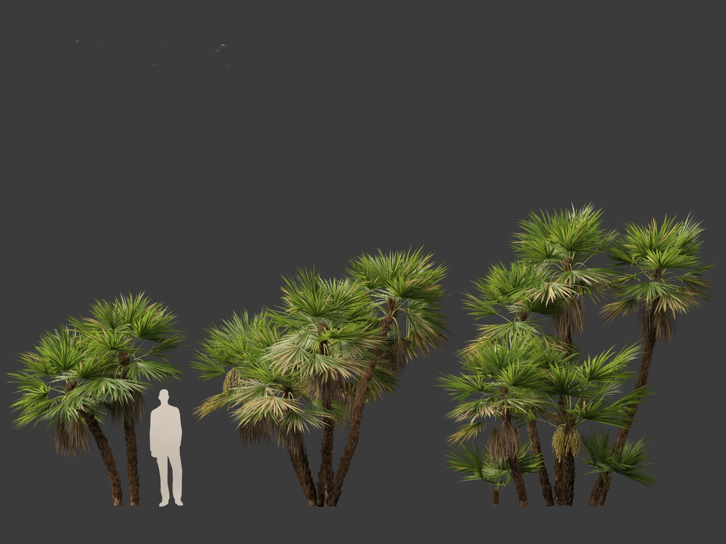 Acoelorrhaphe Wrightii - Everglades Palm 3D Model - TurboSquid 2107370